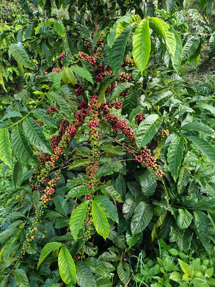 More Kickstart beans coming! – Kickstart coffee